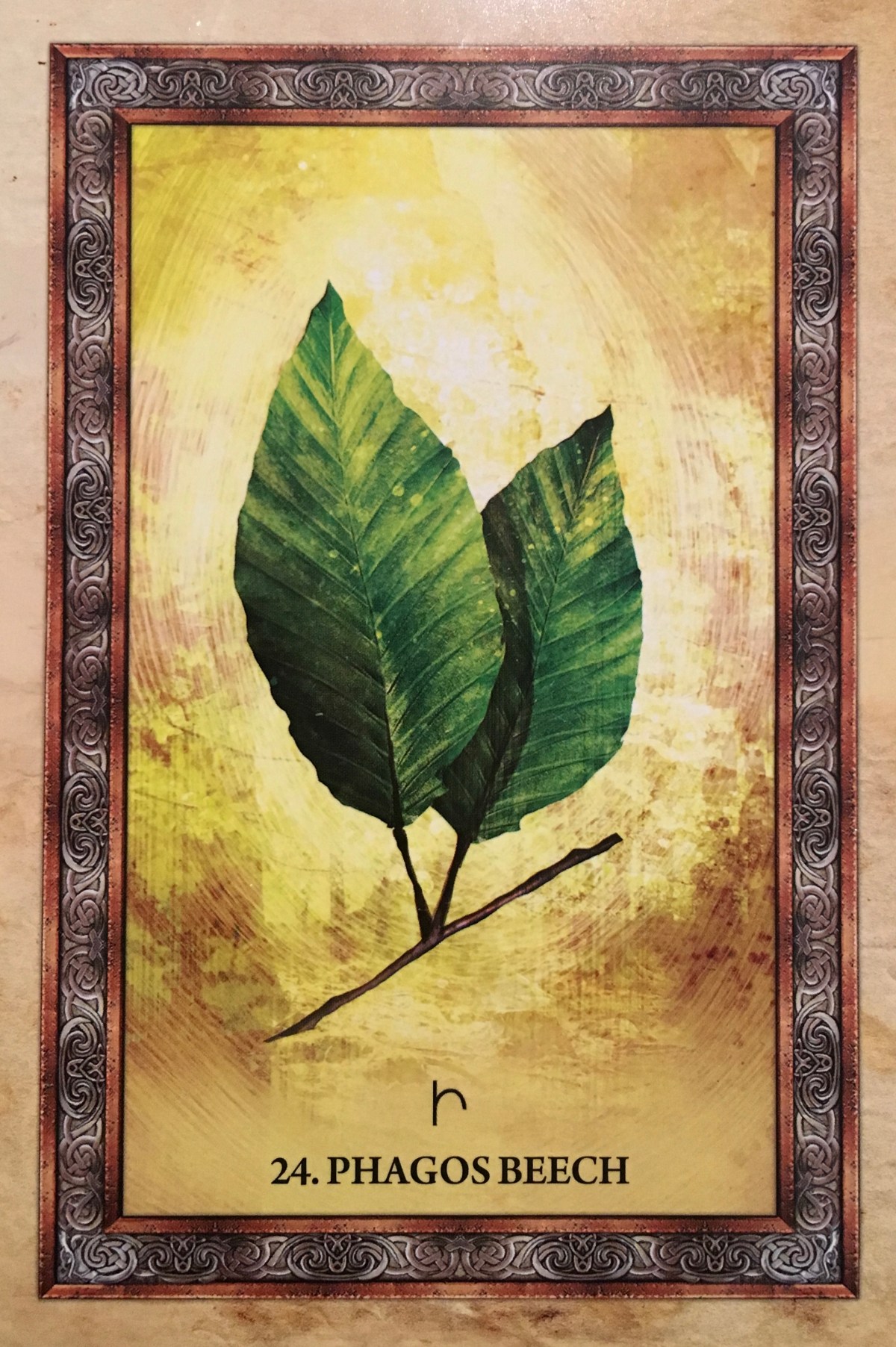 Phagos Beech – Archangel Oracle